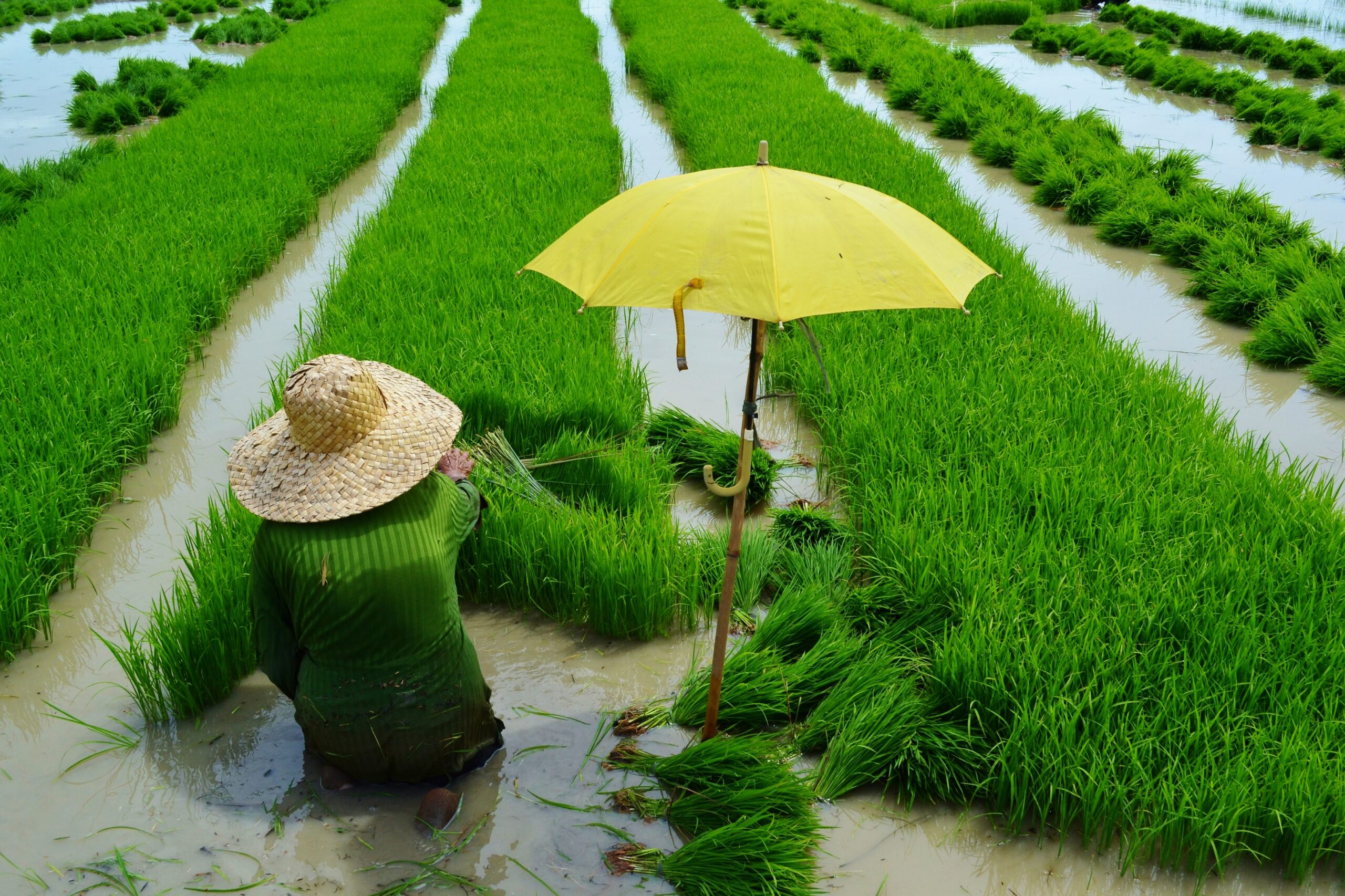 Scaling up Sustainable Rice-based Production Systems via South-South ...